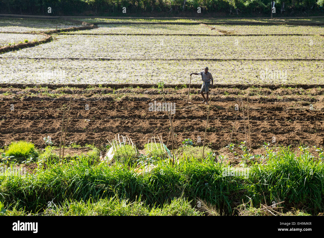 Sri Lankan farmers preparing paddy fields for planting Stock Photo - Alamy