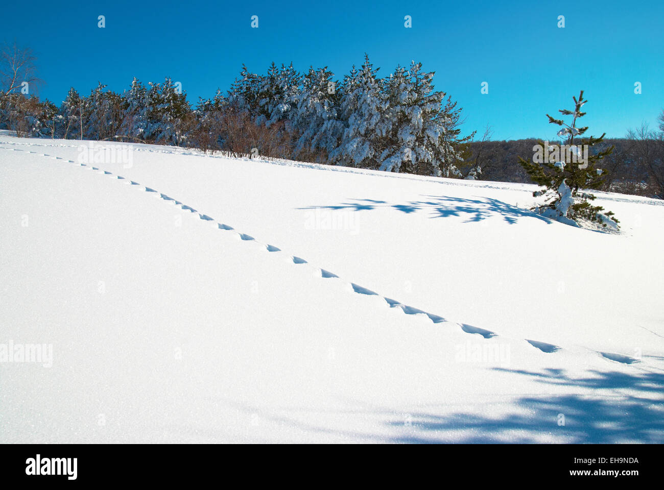 Winter, deep snow and footprints Stock Photo - Alamy