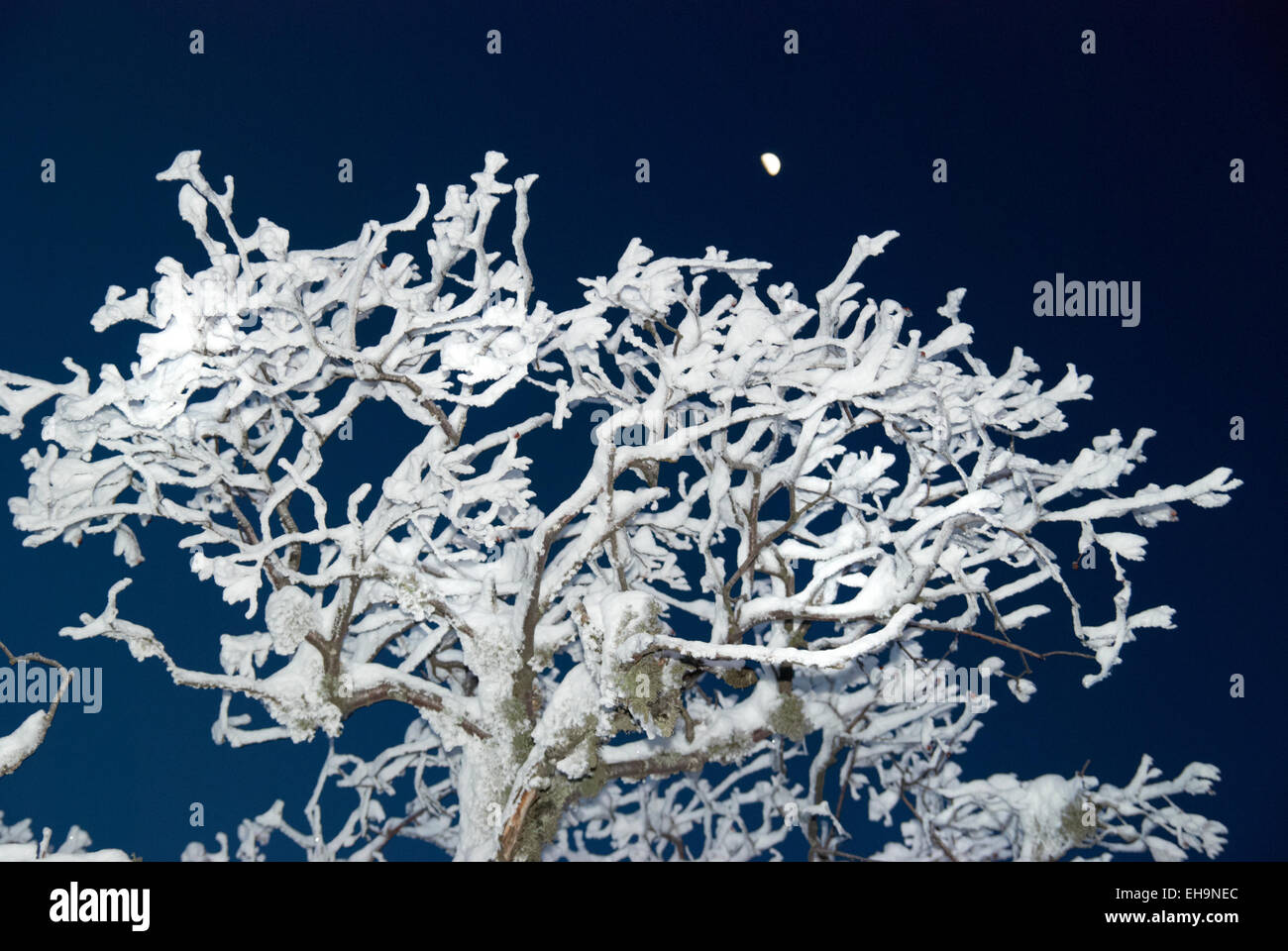 Winter icy forest in the night Stock Photo - Alamy