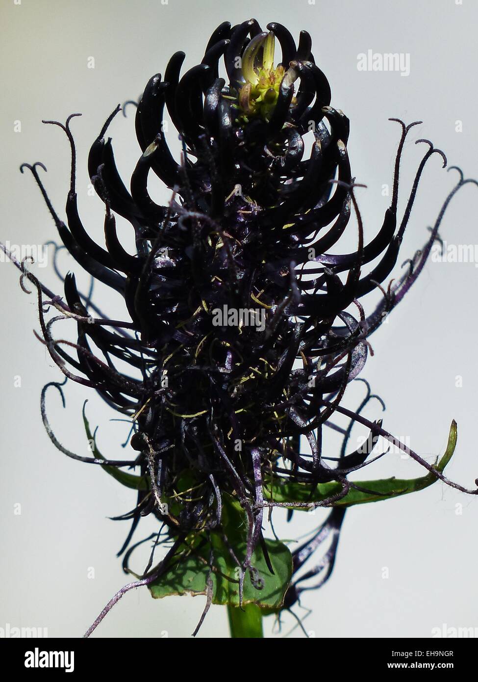 Devils Claw Plant High Resolution Stock Photography and Images - Alamy