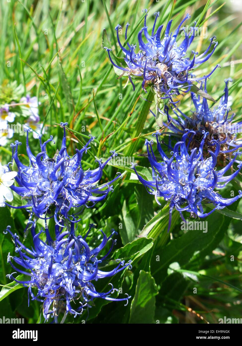 Claw Flower High Resolution Stock Photography and Images - Alamy