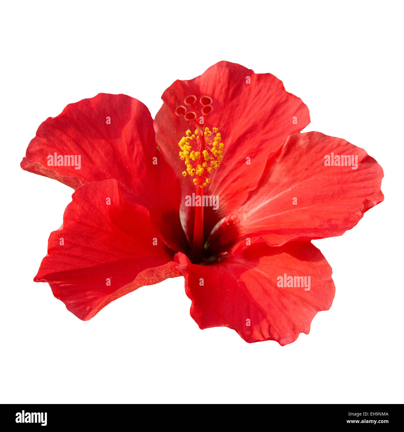 India hibiscus rosa sinensis hi-res stock photography and images - Alamy