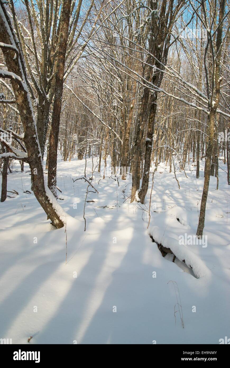 Winter icy forest Stock Photo - Alamy