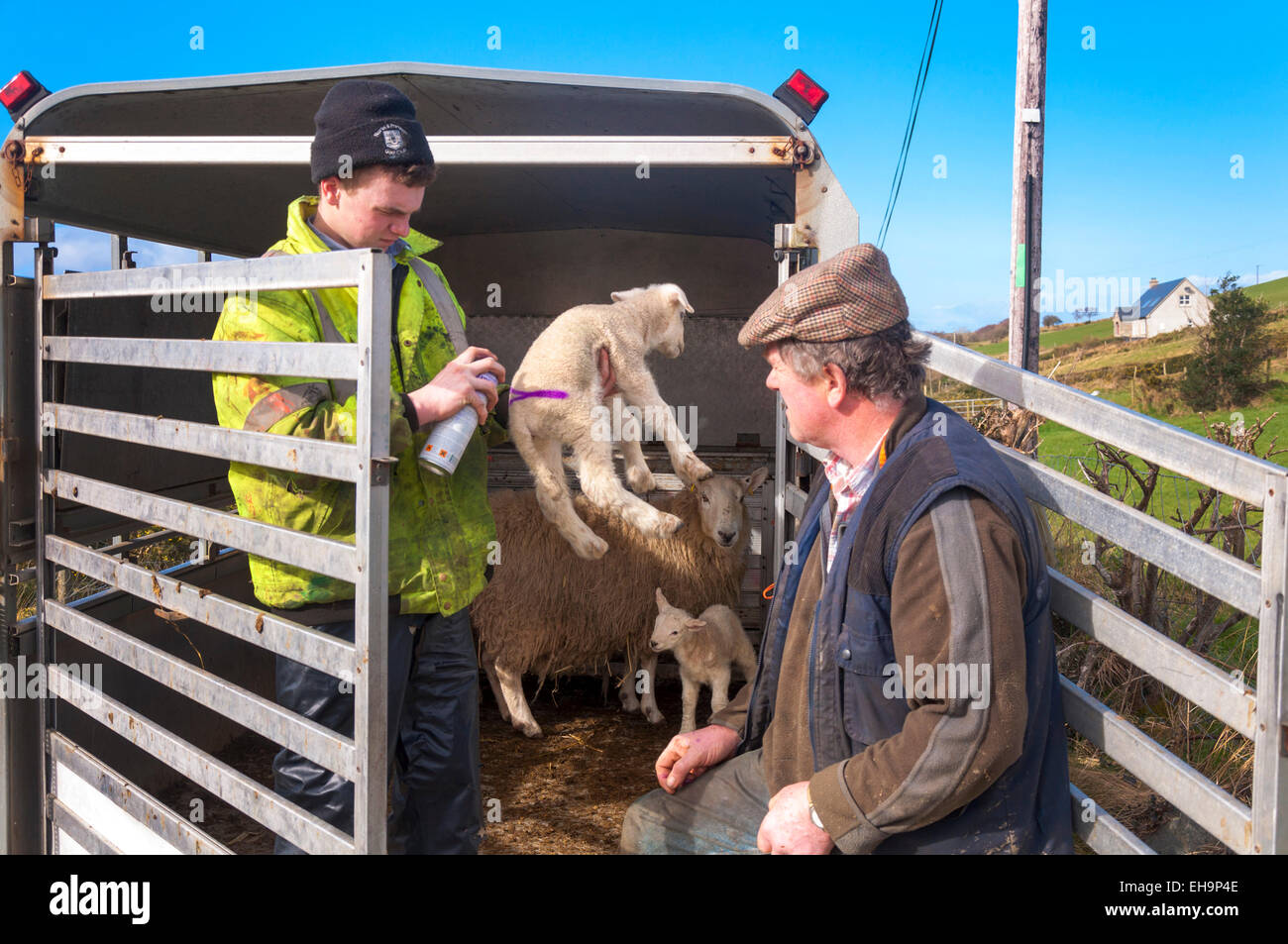 Ardara, County Donegal, Ireland. 10th March 2015. Farmer Joseph ...