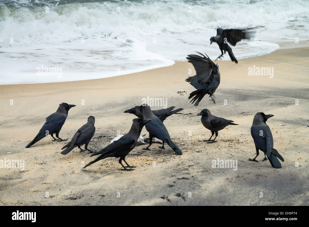 Bird baths summer hi-res stock photography and images - Alamy