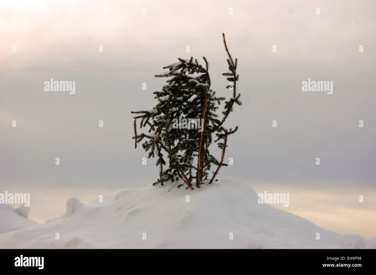 Lonely tree snowed in a cold snowy winter Stock Photo - Alamy