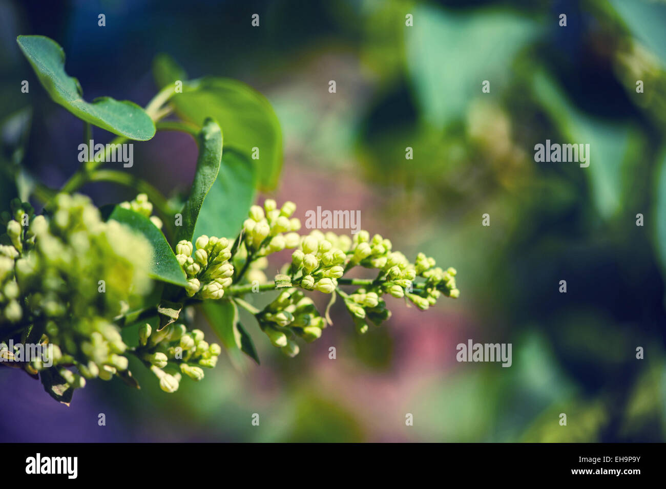 Defocus view of young buds of spring flowers on plant with green leaves ...