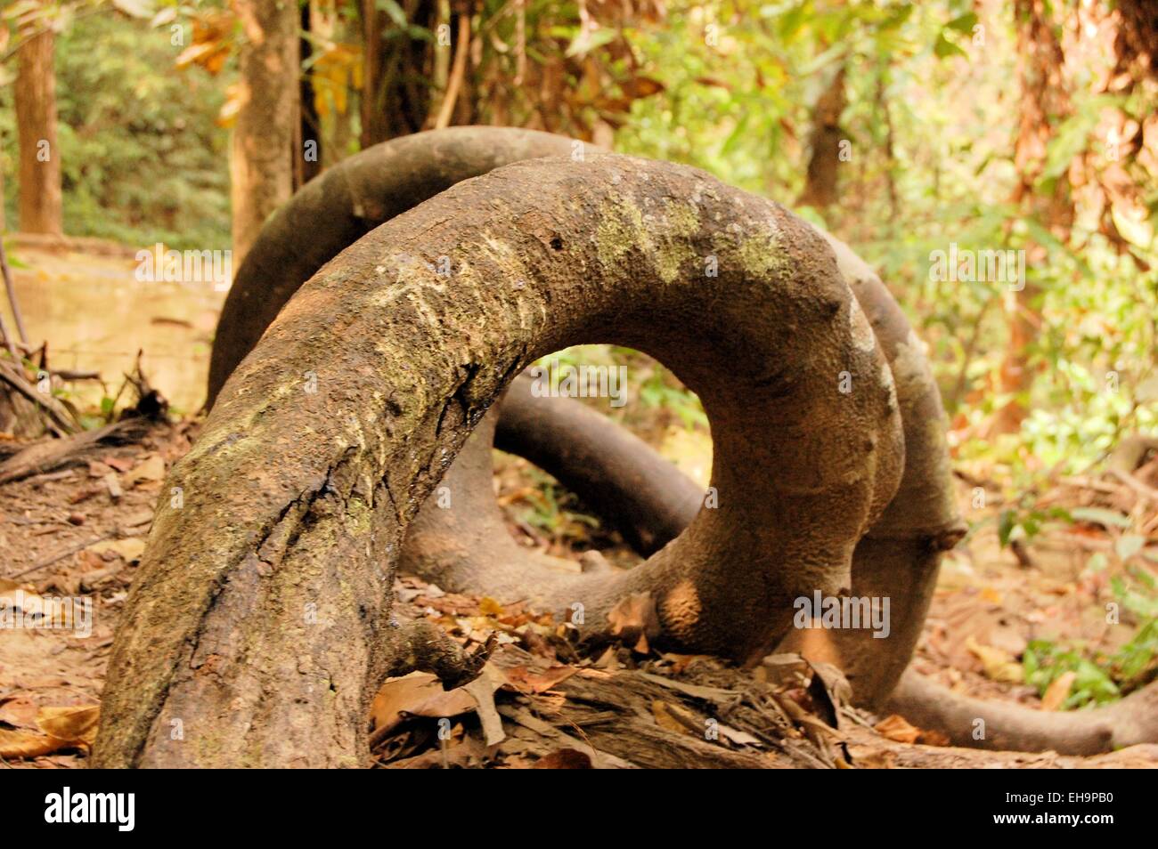 Twisted round tropical tree roots in rain forest Stock Photo - Alamy