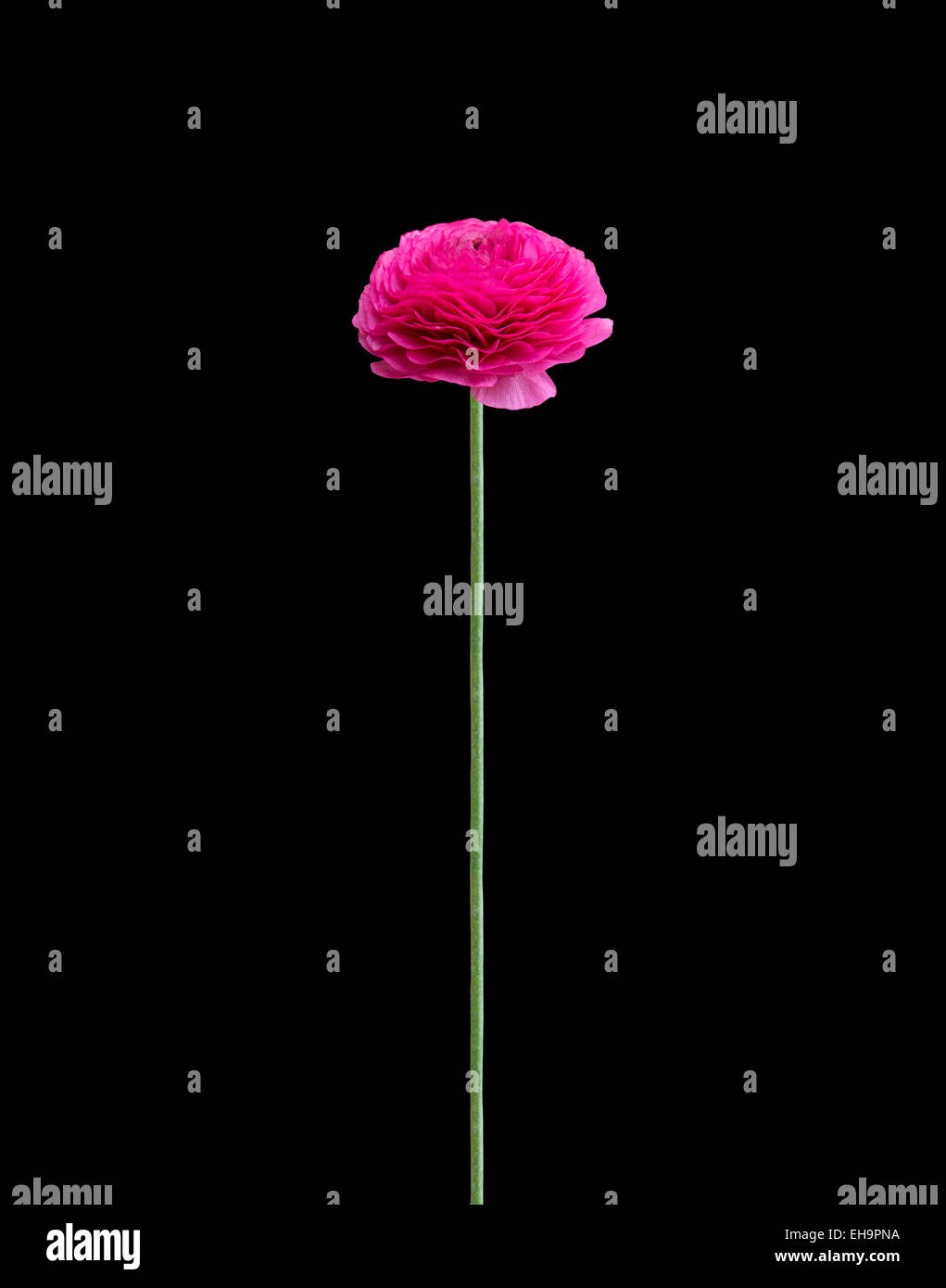 Hot pink single buttercup flower on long stem isolated on black Stock ...