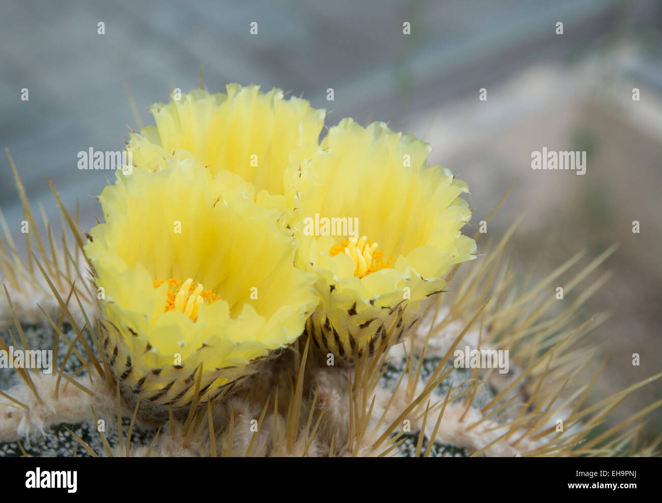 Yellow cactus flowers on thorny leaf closeup Stock Photo - Alamy