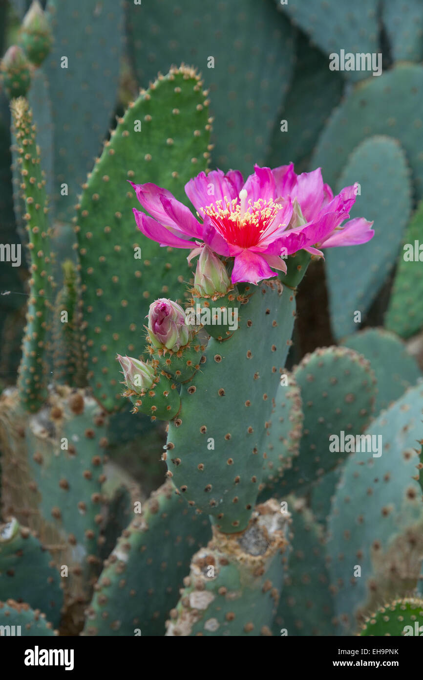Hot pink cactus flowers with thorny leaves closeup Stock Photo - Alamy