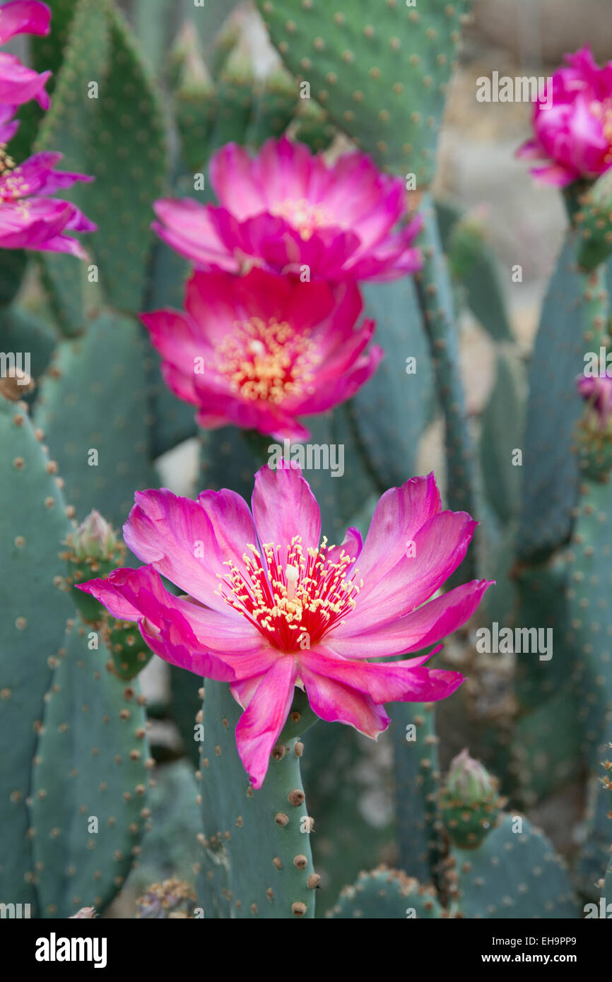 Hot pink cactus flower hi-res stock photography and images - Alamy