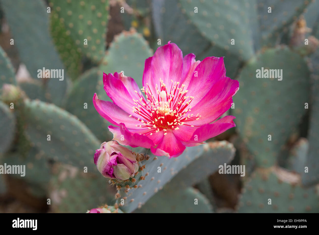 Hot pink cactus flowers with thorny leaves closeup Stock Photo - Alamy