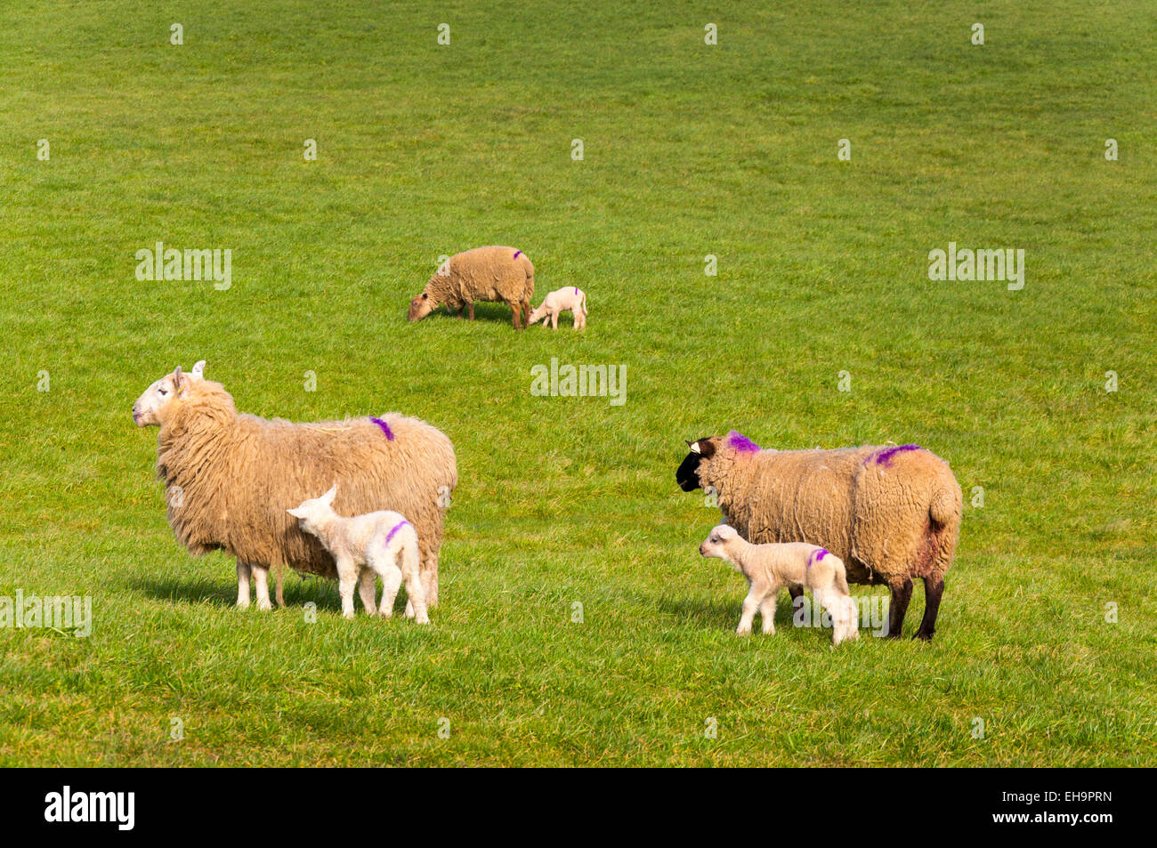 Ardara, County Donegal, Ireland. 10th March 2015. Sheep and spring ...