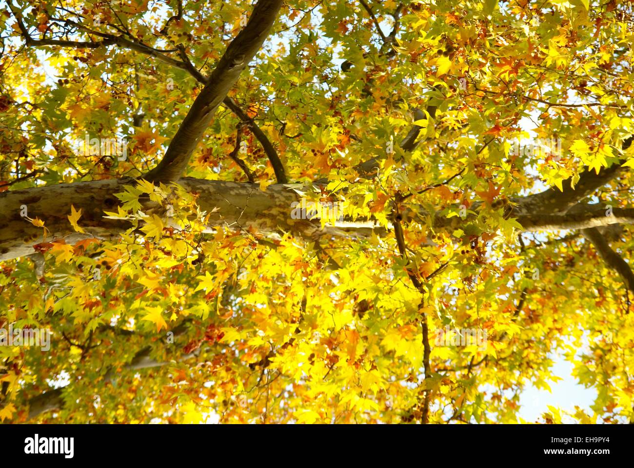 Yellow fall tree Stock Photo - Alamy