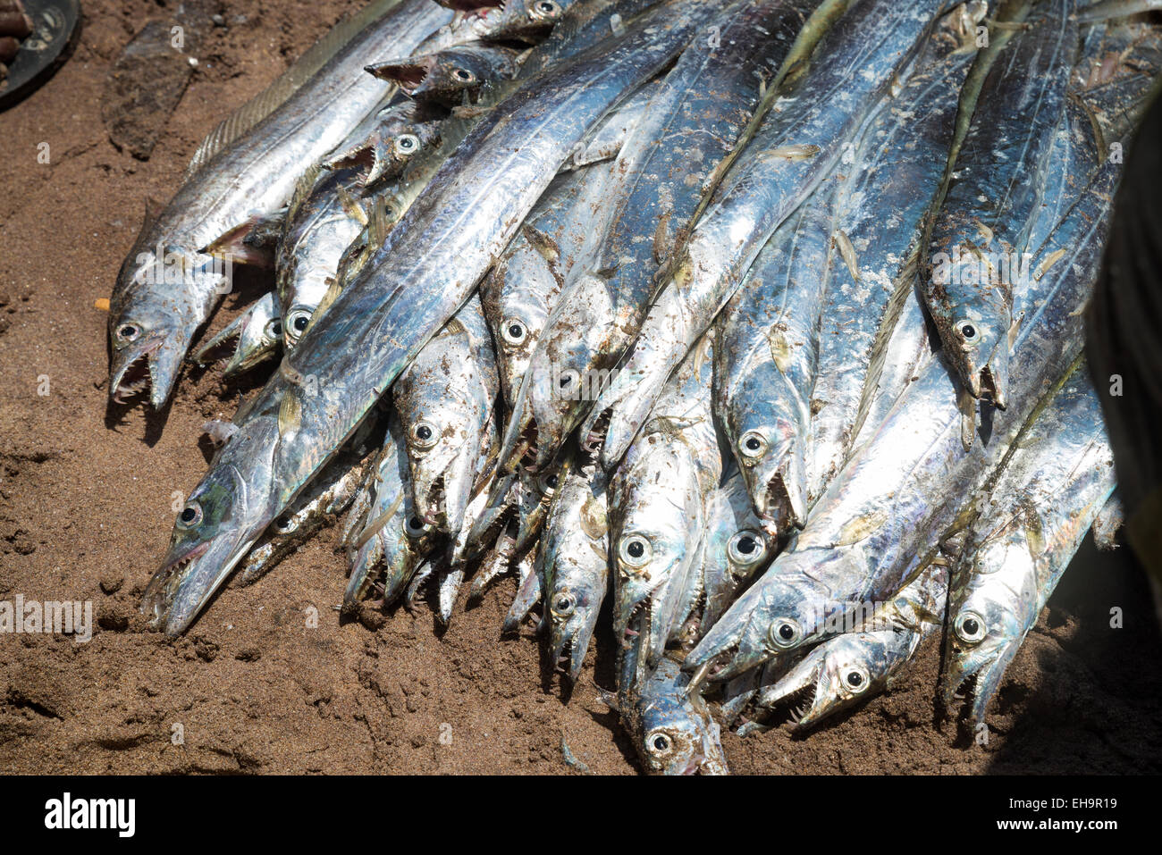 fish caught by fishermen on the beach in Tangalle bay, Sri Lanka, Asia ...