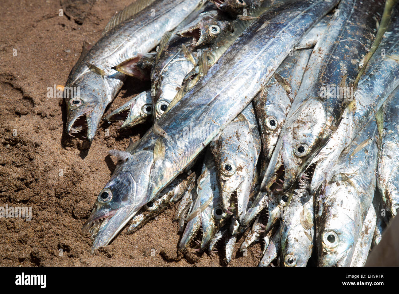 fish caught by fishermen on the beach in Tangalle bay, Sri Lanka, Asia ...