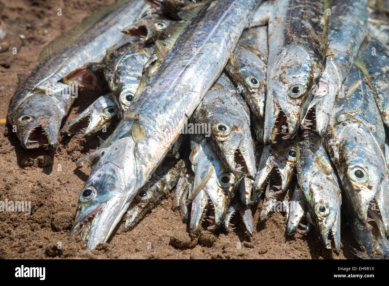 fish caught by fishermen on the beach in Tangalle bay, Sri Lanka, Asia ...