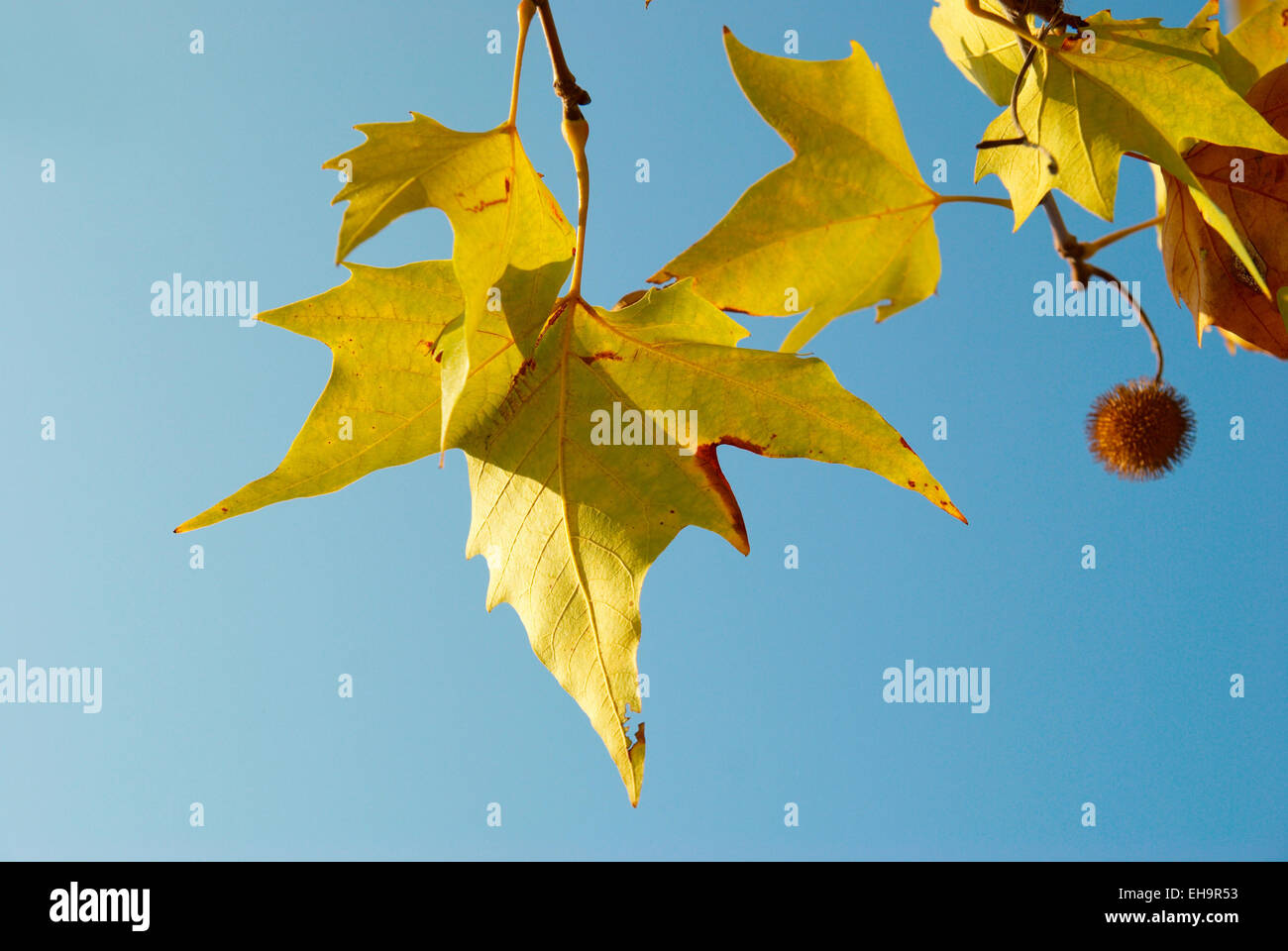 Yellow fall leaves Stock Photo - Alamy