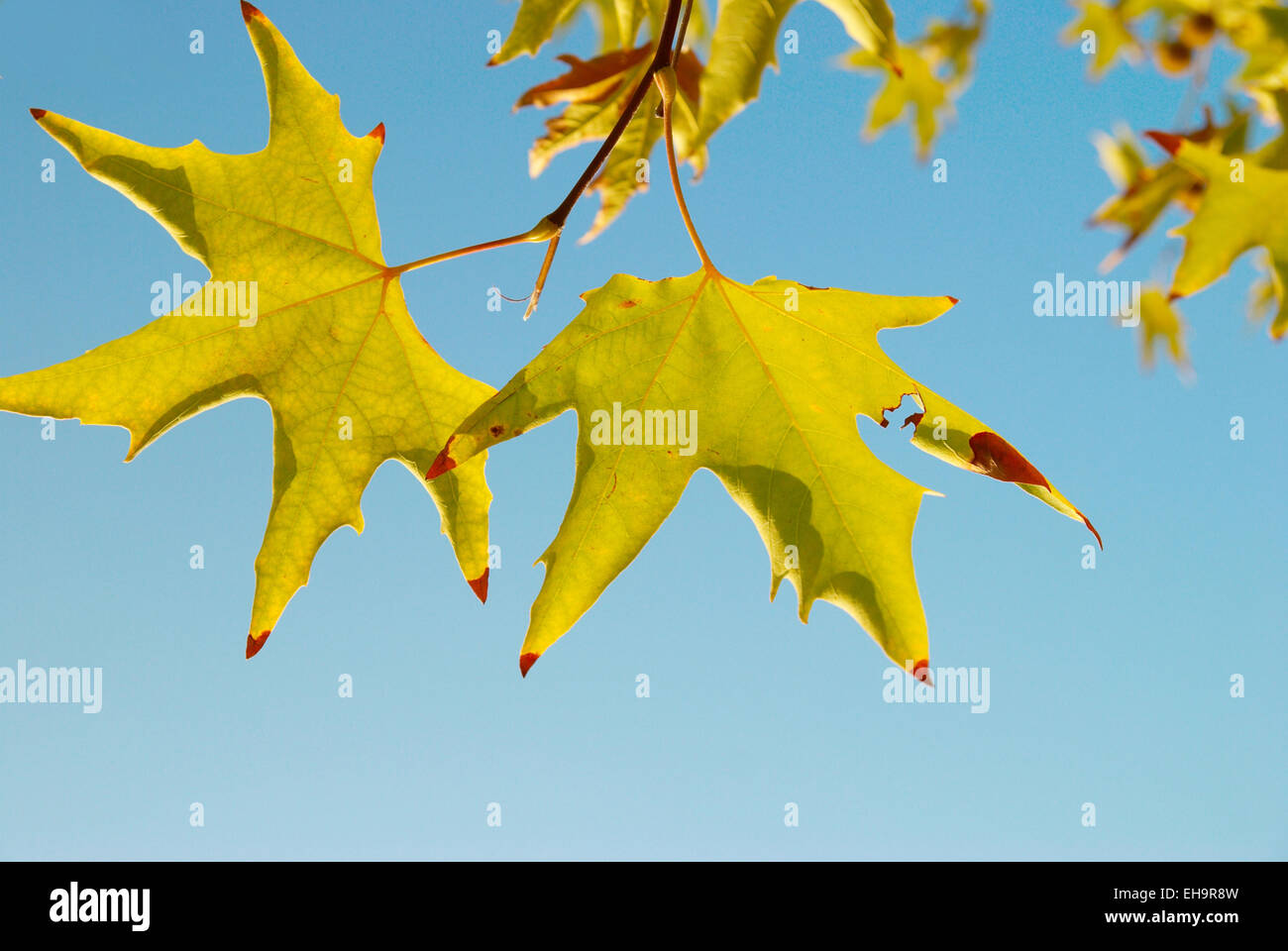 Yellow fall leaves Stock Photo - Alamy