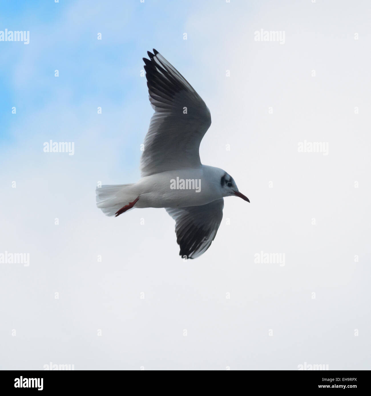 Seagull on the blue background Stock Photo - Alamy