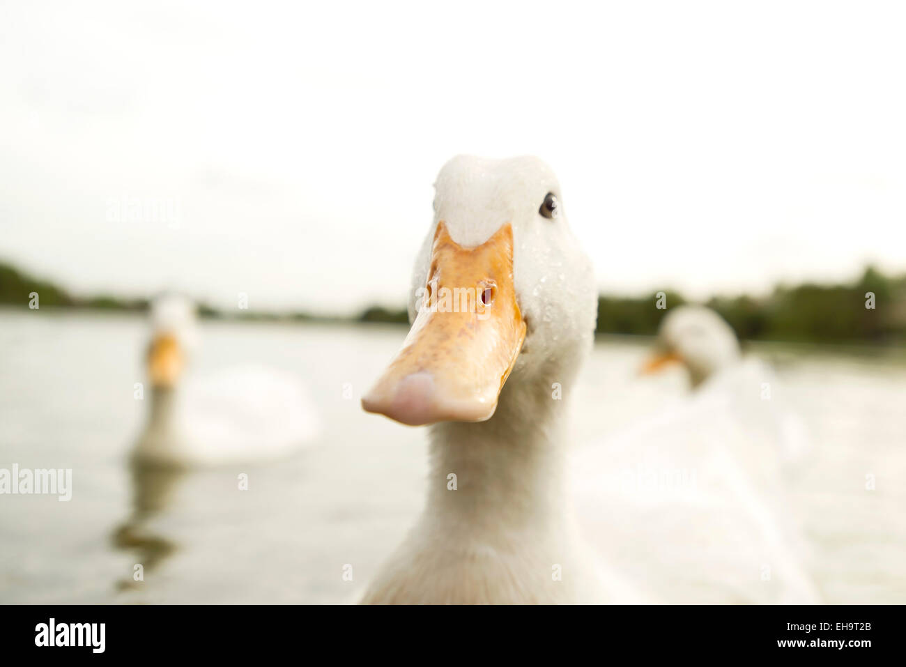 Close-up of domestic duck Stock Photo - Alamy