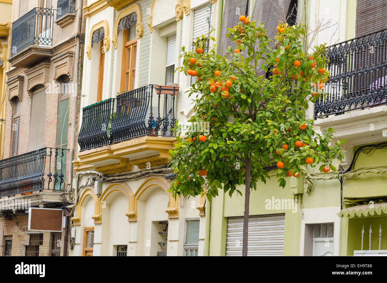 Valencia spain orange tree hi-res stock photography and images - Alamy
