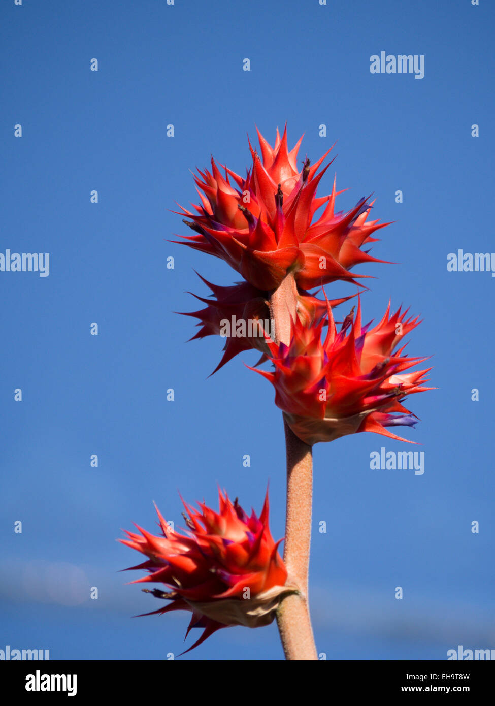 Red Spiky Flower High Resolution Stock Photography and Images - Alamy