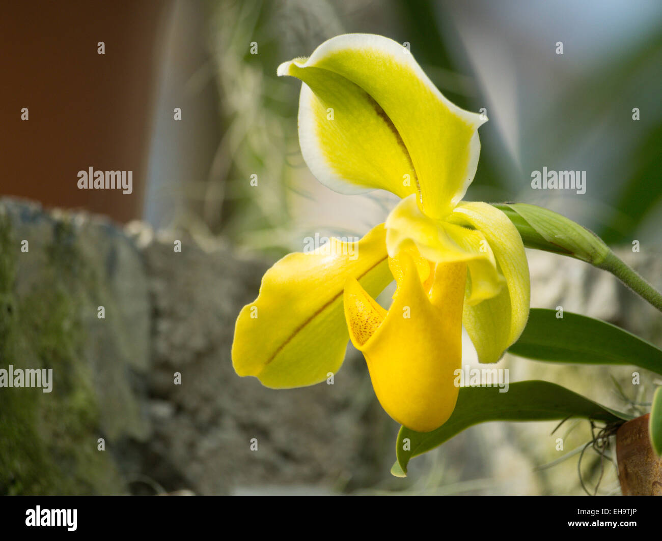 Yellow orchids in bloom Stock Photo - Alamy