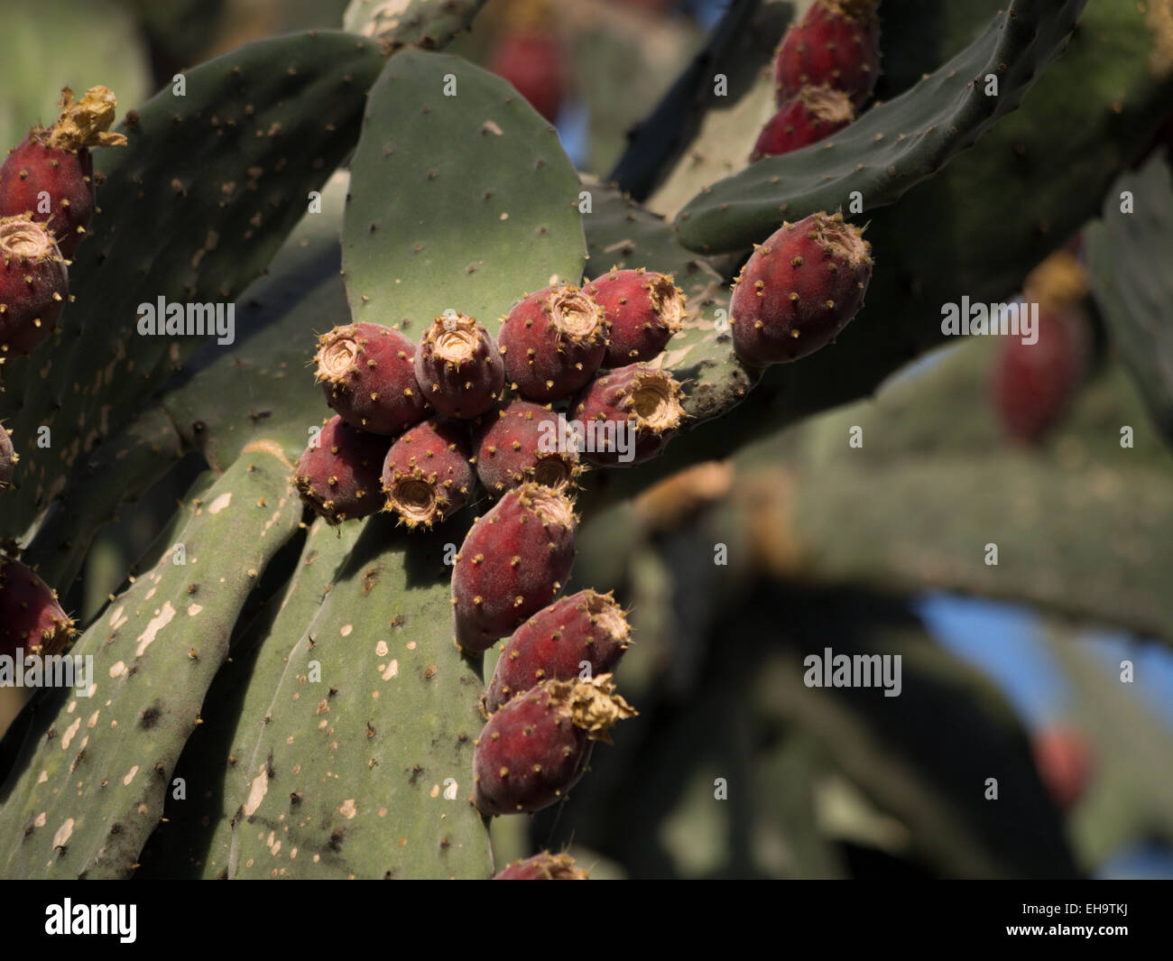 Pear cactus in a greenhouse Stock Photo - Alamy