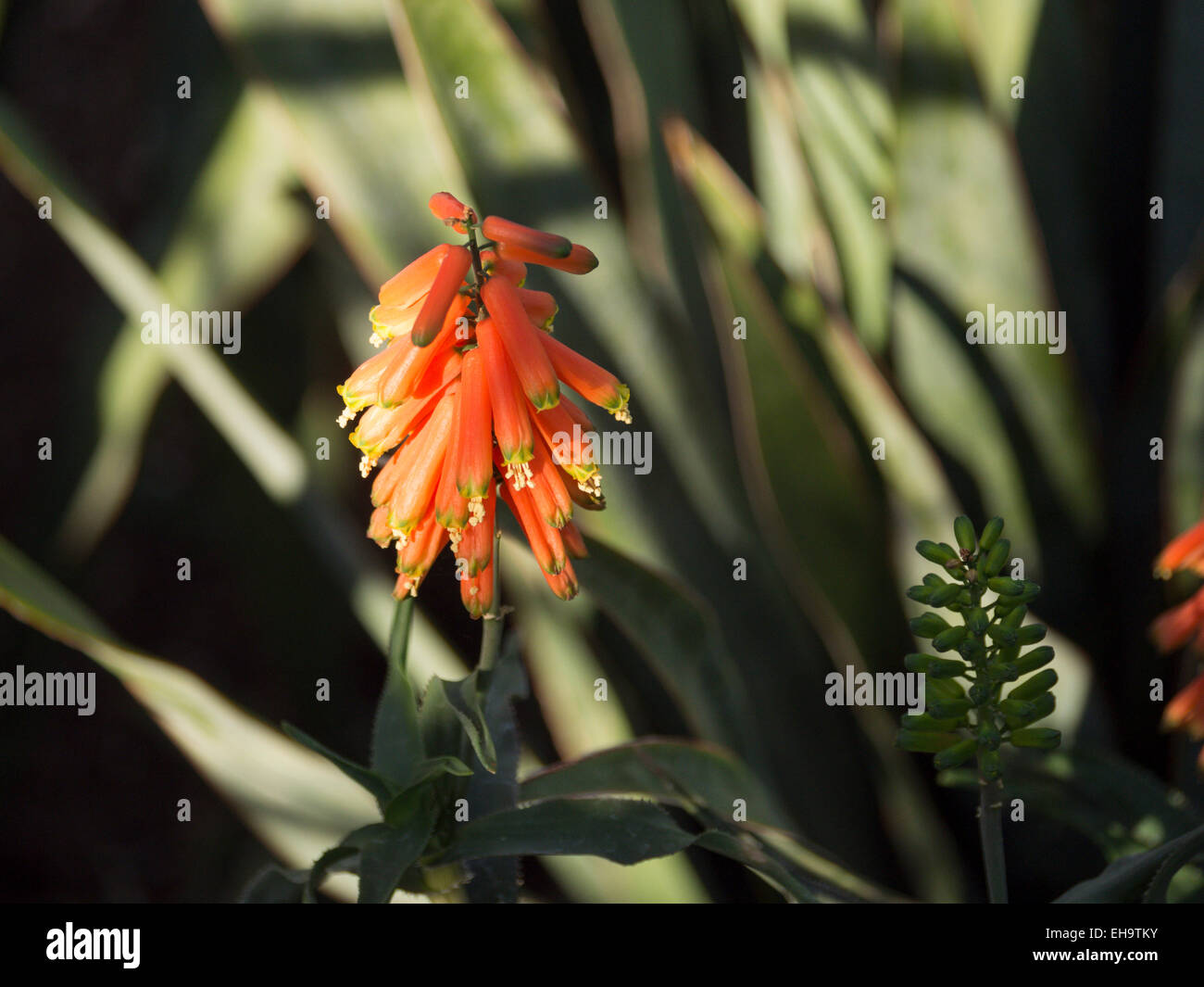 Climbing aloe in a garden Stock Photo - Alamy