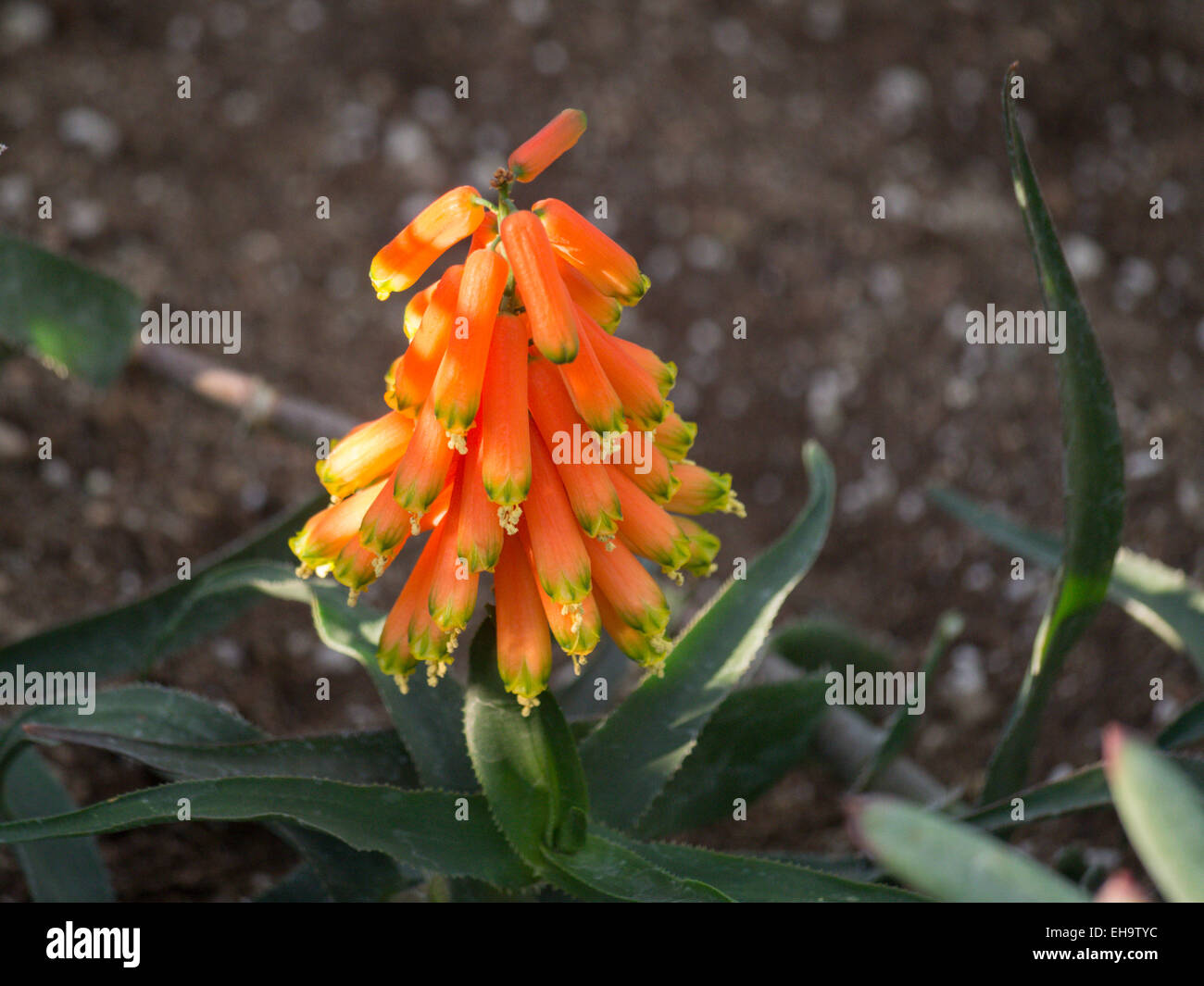 Climbing aloe in a garden Stock Photo - Alamy