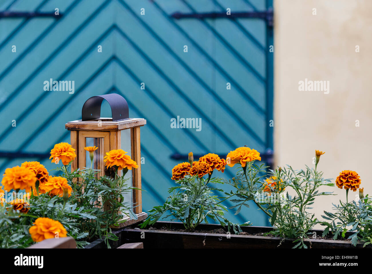 Window planter boxes with marigolds on street in olde town of Tallinn ...