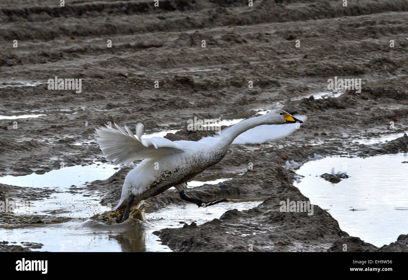 Animal bird swan birds feet hi-res stock photography and images - Alamy