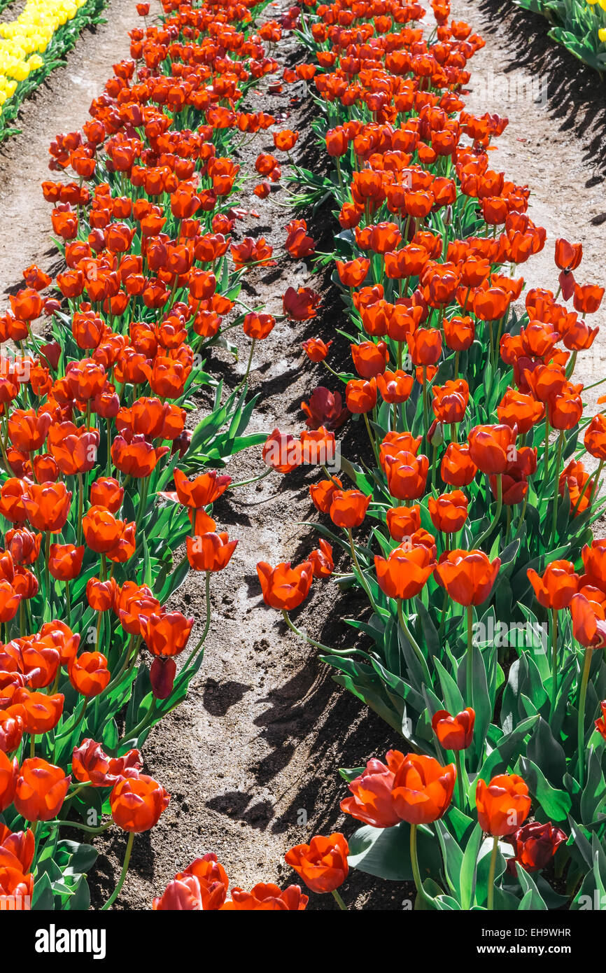 Spring tulips at tulip farm Stock Photo - Alamy