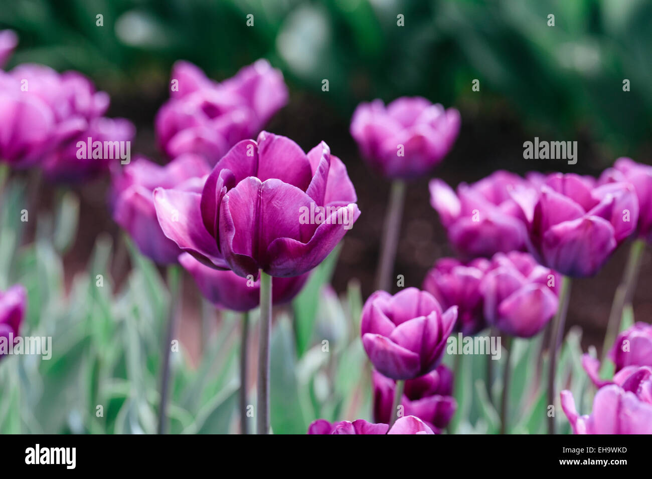 Spring tulips at tulip farm Stock Photo - Alamy