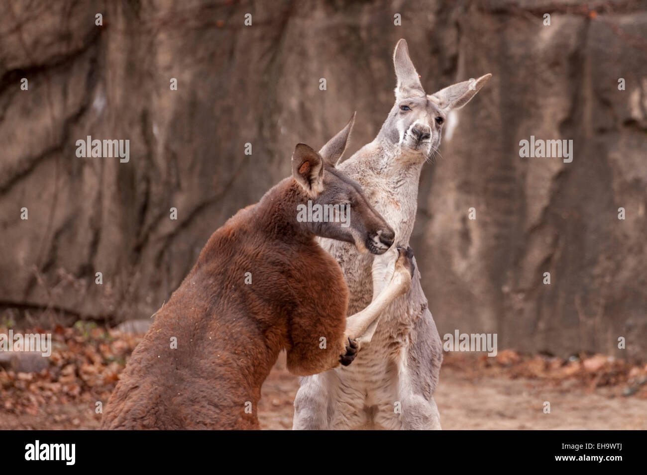 Red kangaroo boxing hi-res stock photography and images - Alamy