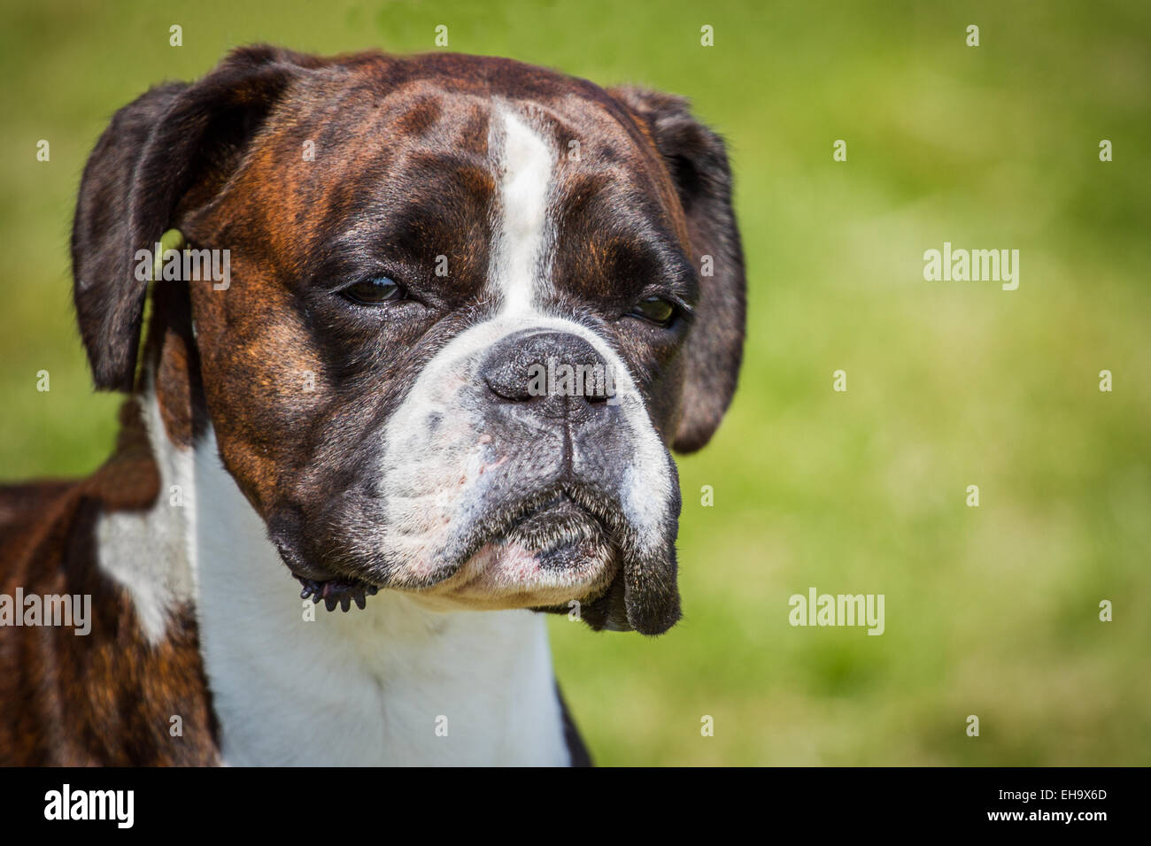 Headshot of Boxer dog in sunshine with green background Stock Photo - Alamy