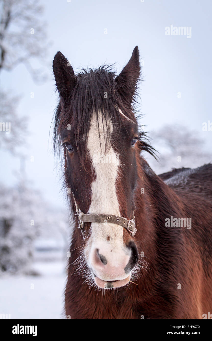 Shire Horse with snowy background Stock Photo - Alamy