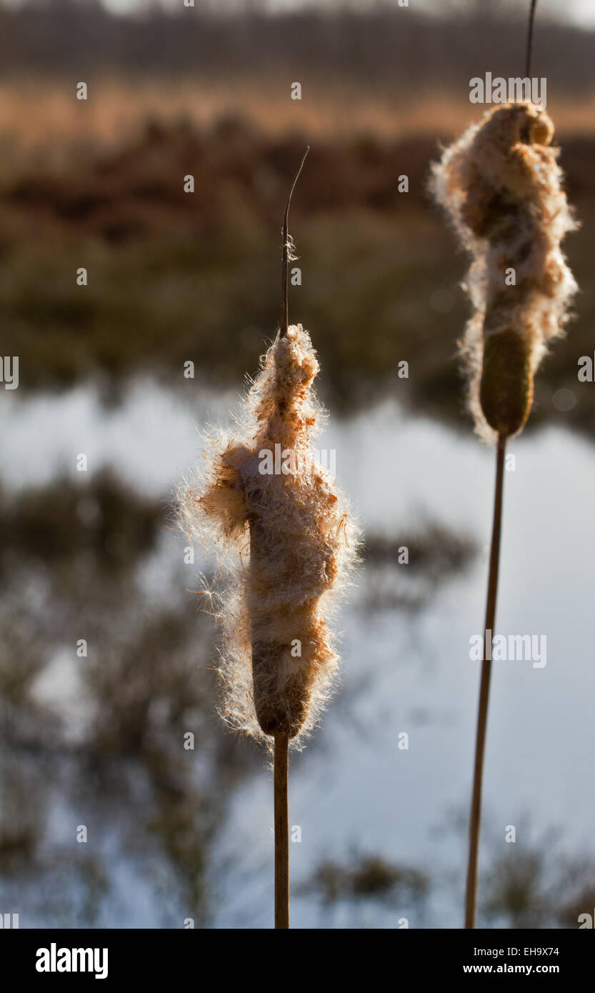 Bulrush flower hi-res stock photography and images - Alamy