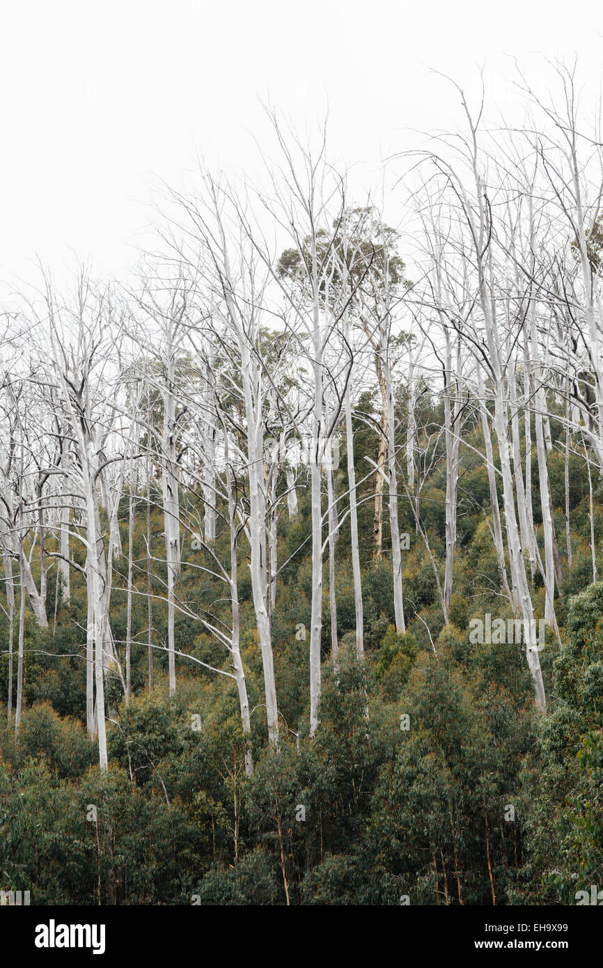 Snow gums hi-res stock photography and images - Alamy