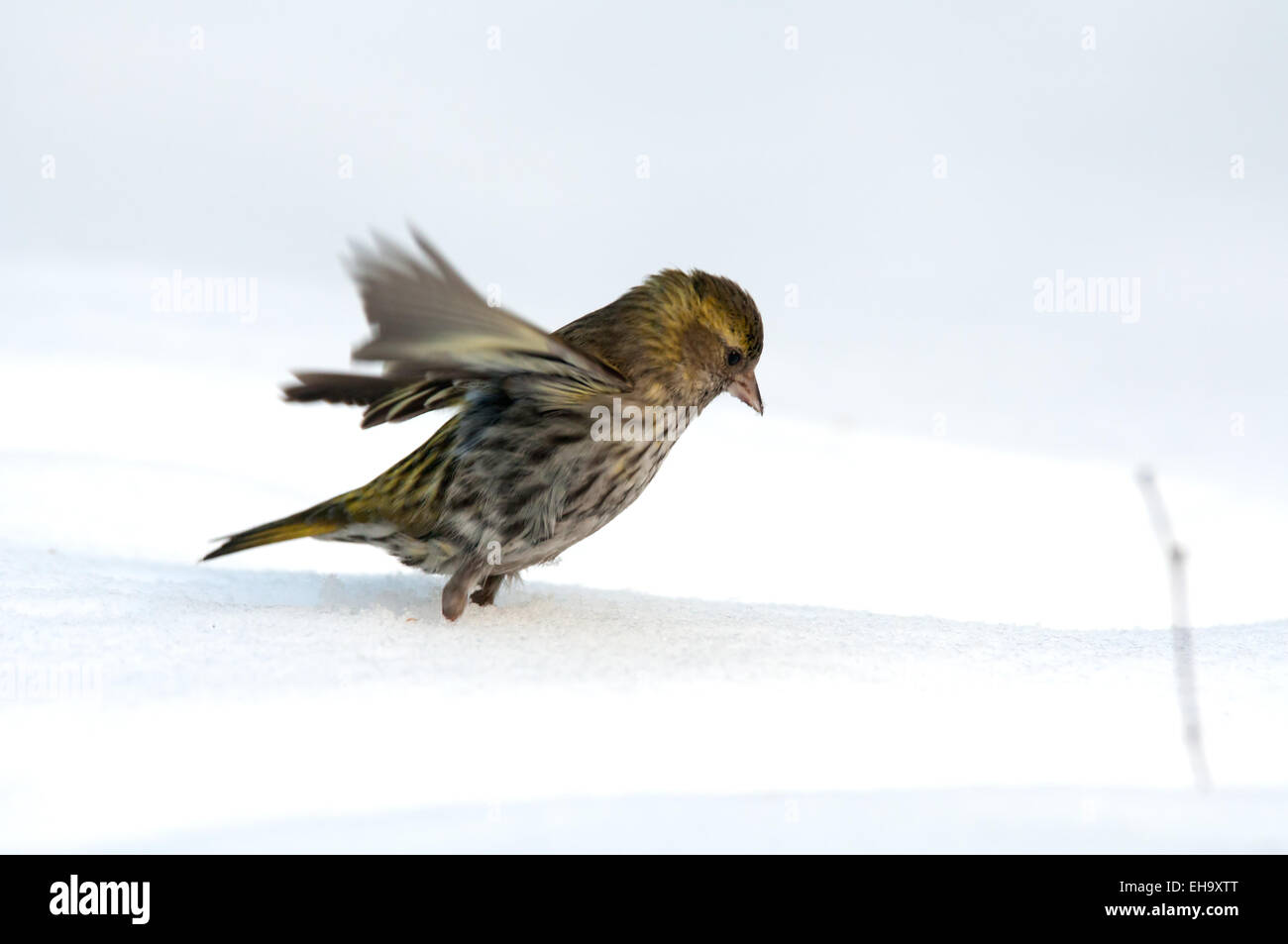 Siskin birds with open wings and in flight hi-res stock photography and ...