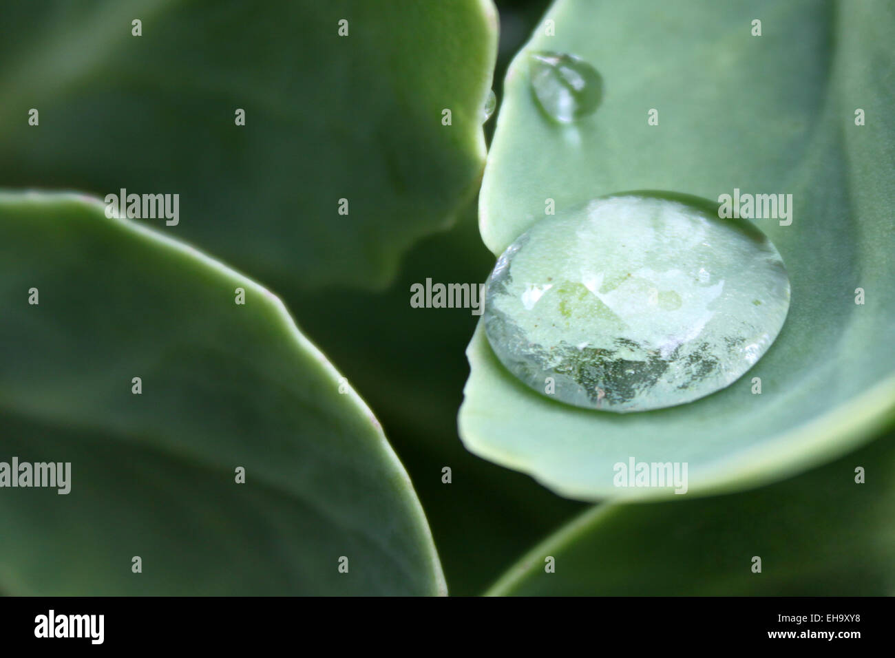 Water drop on a leaf Stock Photo - Alamy