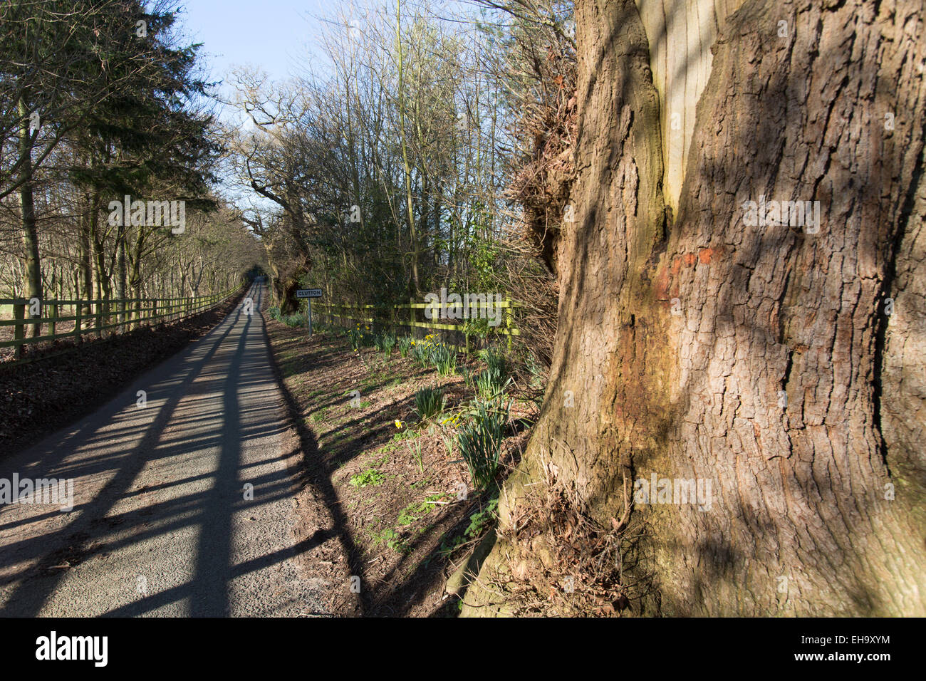 Village of Clutton, Cheshire, England. The narrow road lane between ...