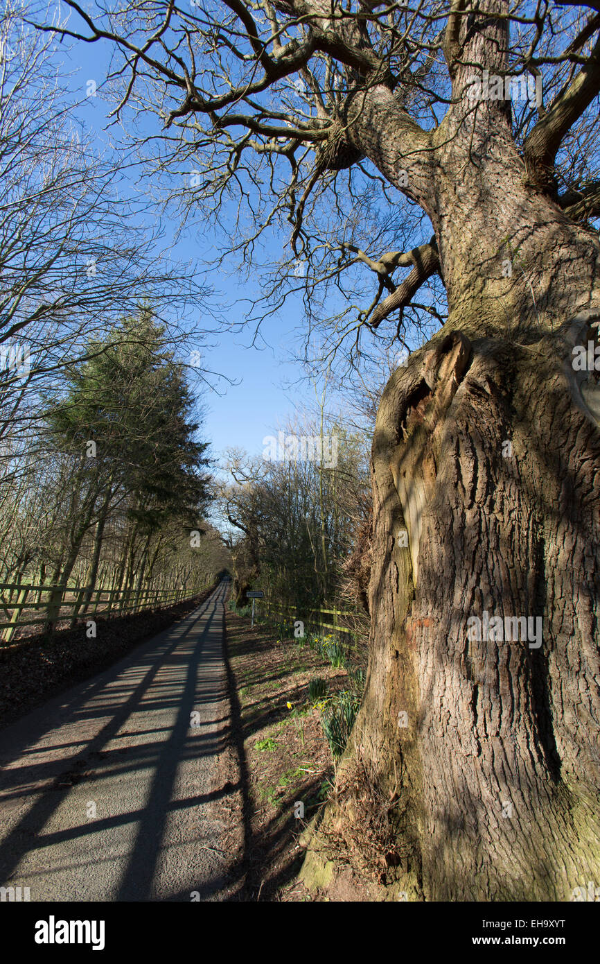 Village of Clutton, Cheshire, England. The narrow road lane between ...