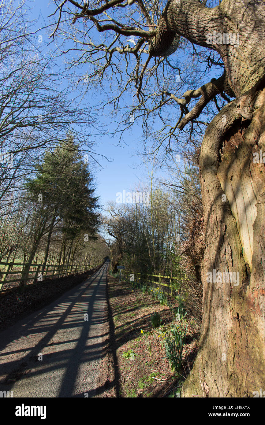 Village of Clutton, Cheshire, England. The narrow road lane between ...