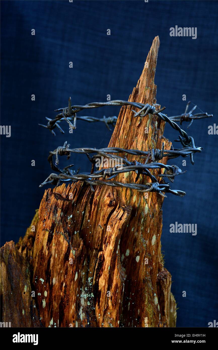 Coil tree hi-res stock photography and images - Alamy