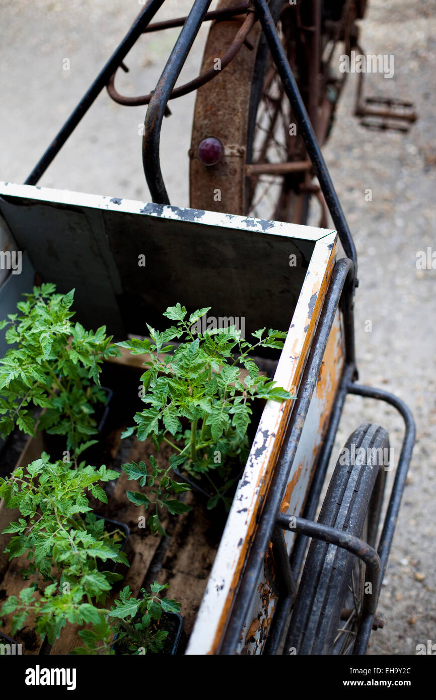Transporting tomato plants in an old trailer Stock Photo - Alamy