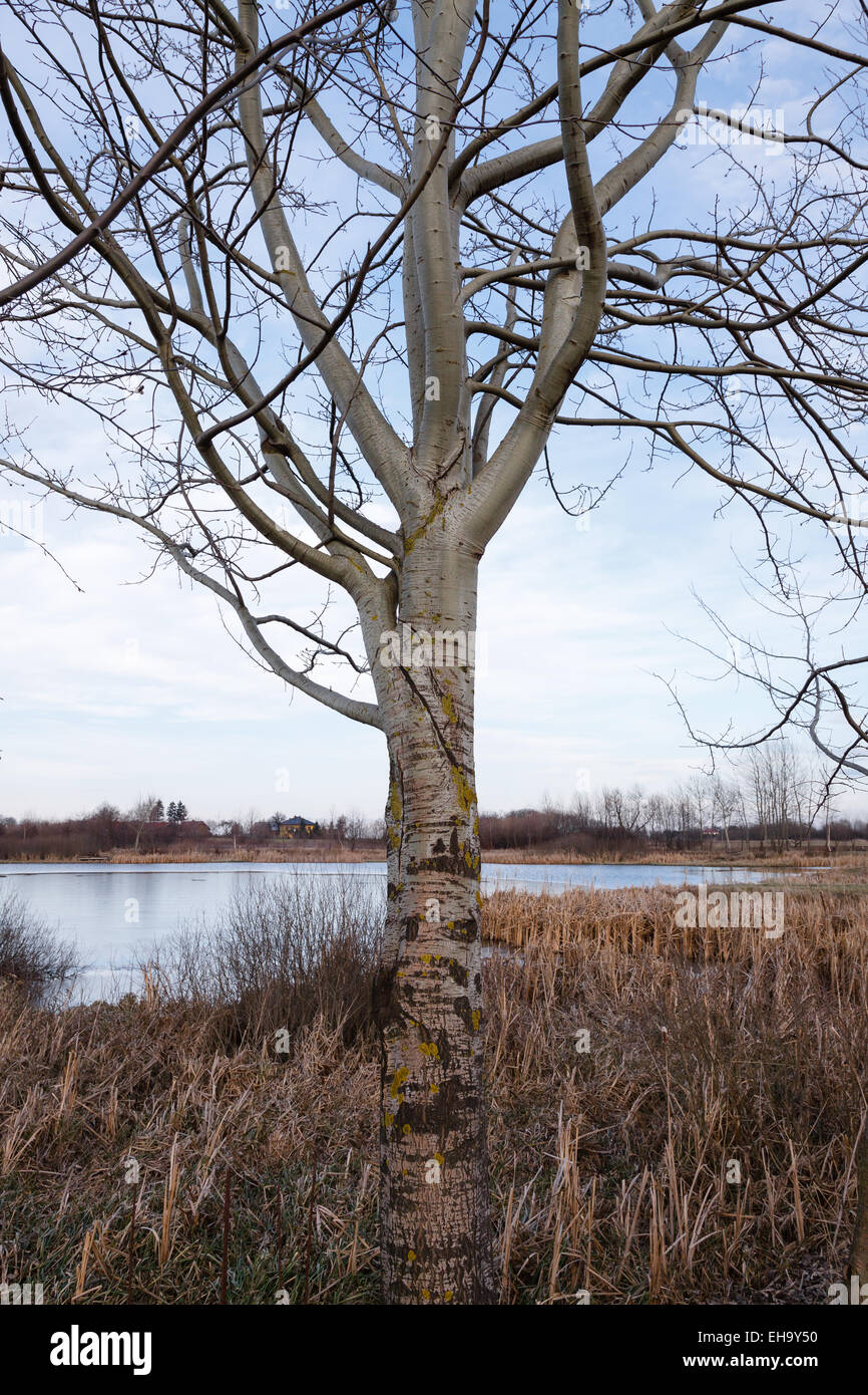 Populus tremula aspen tree by blue water lake lake rural countryside ...