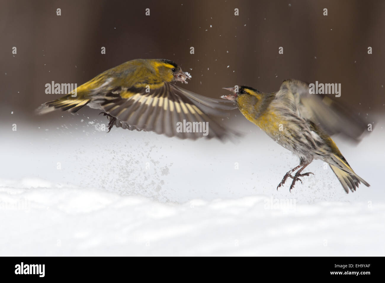 Winter battle of two male Siskins in flight Stock Photo - Alamy